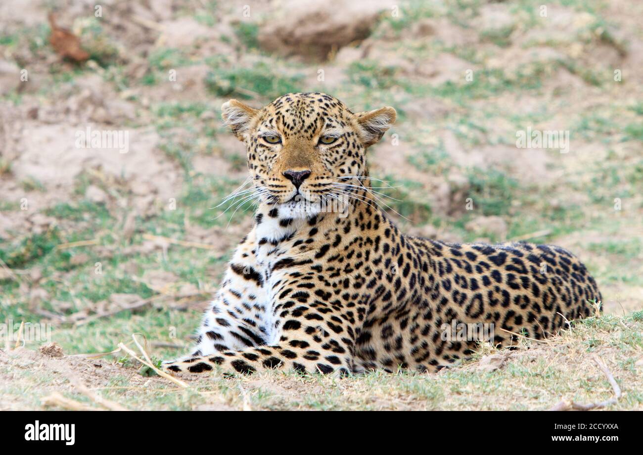 Leopard crouching looking at camera hi-res stock photography and images ...