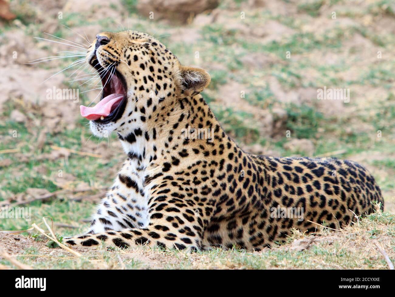 Leopard laying on the African plains with Mouth wide open while yawning ...