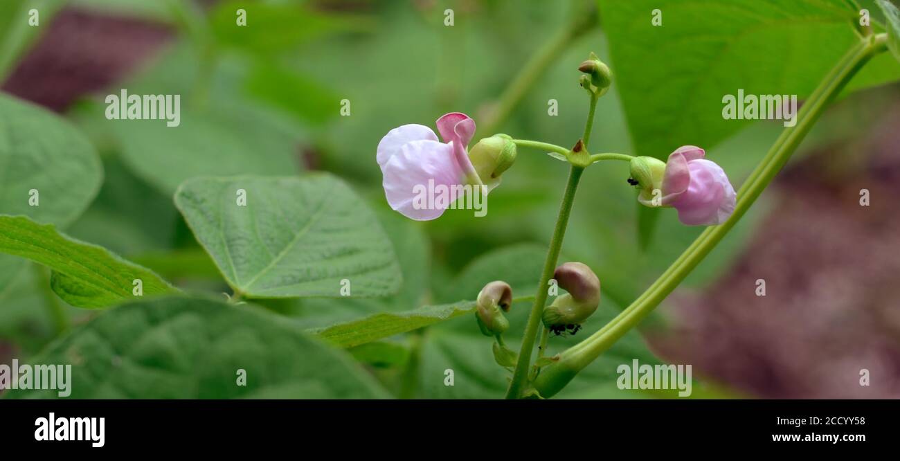Beans plant flower hi-res stock photography and images - Alamy