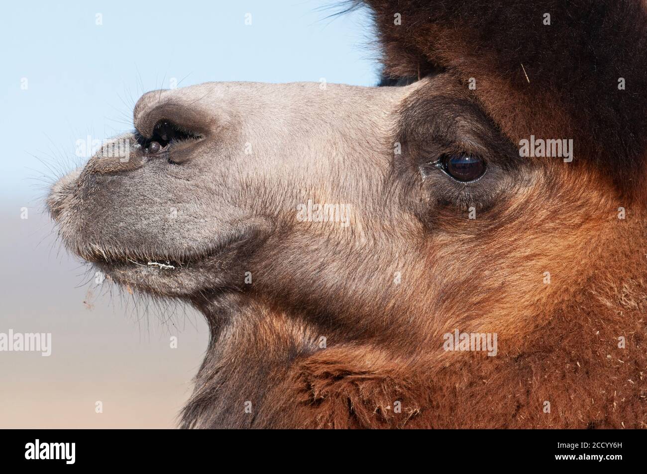 Gobi desert camel ger hi-res stock photography and images - Alamy