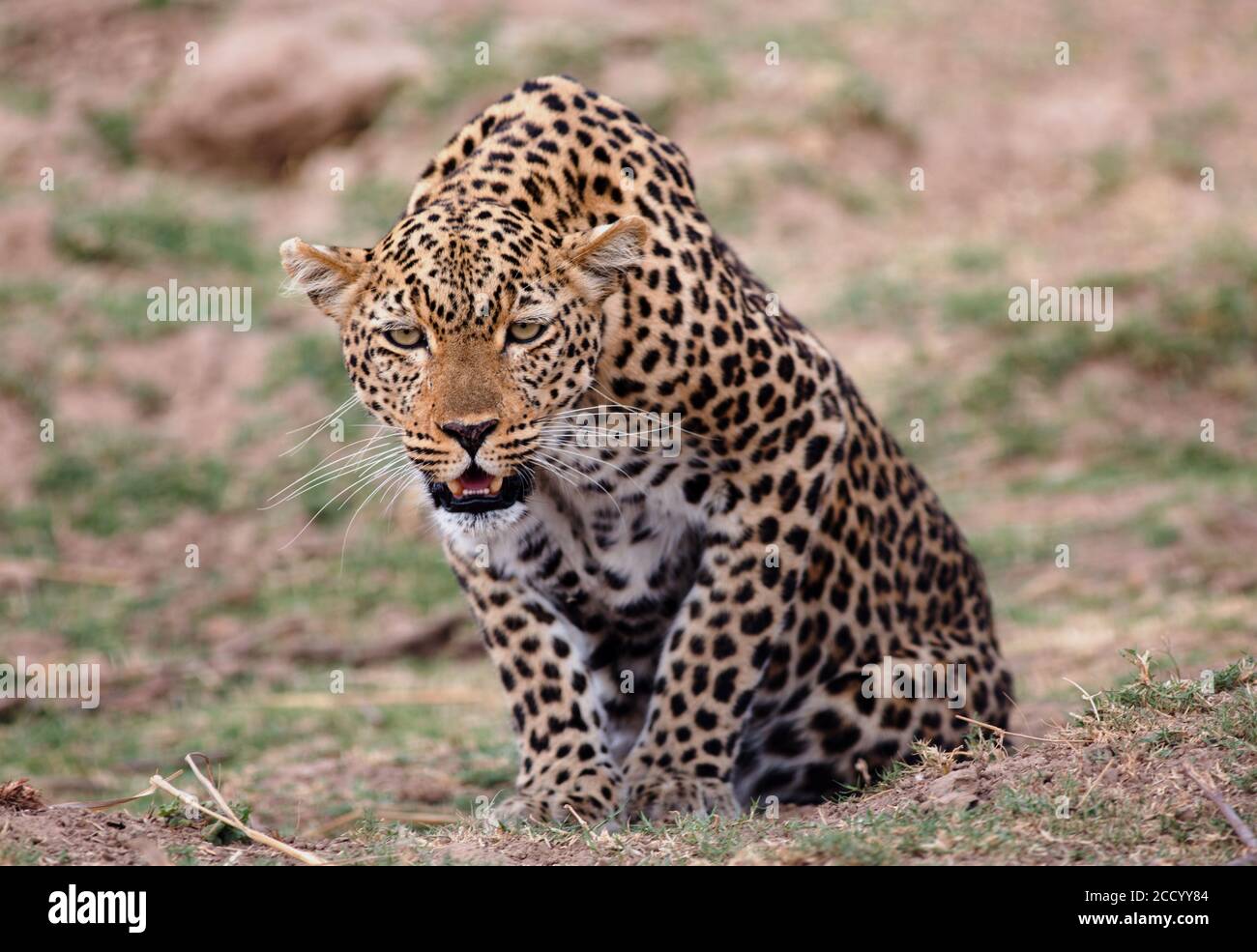 Leopard crouching looking at camera hi-res stock photography and images ...