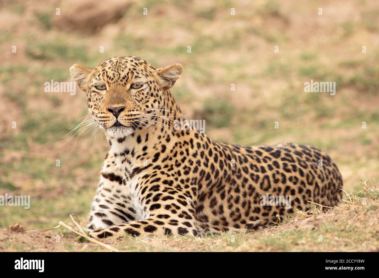 Alert Leopard (Panthera pardus) getting ready to pounce in South ...