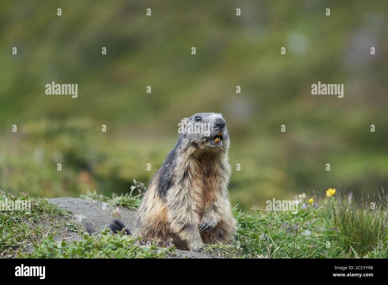 Alpine Marmot Marmota Marmota Switzerland Alps Mountains Stock Photo ...