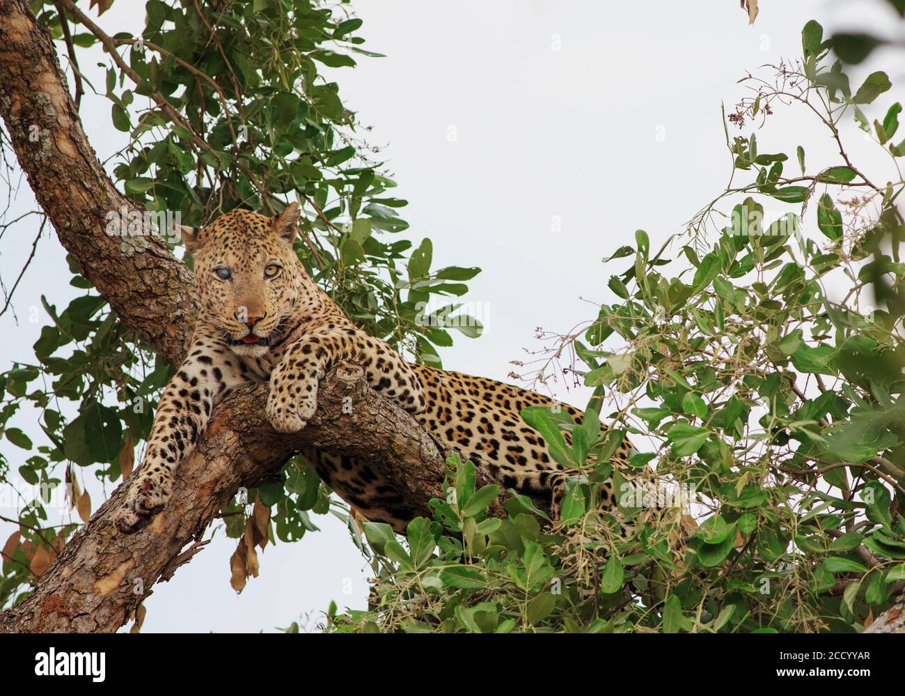 Large Leopard who is blind in one eye, resting on a tree in South ...