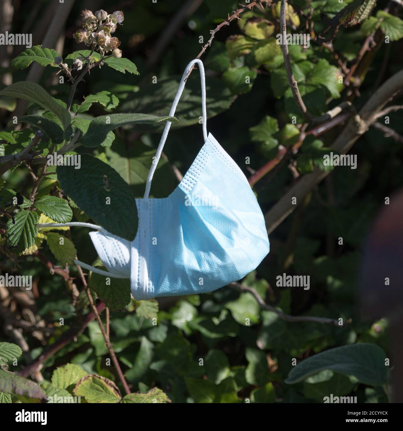 Face mask hanging on a bush Stock Photo - Alamy