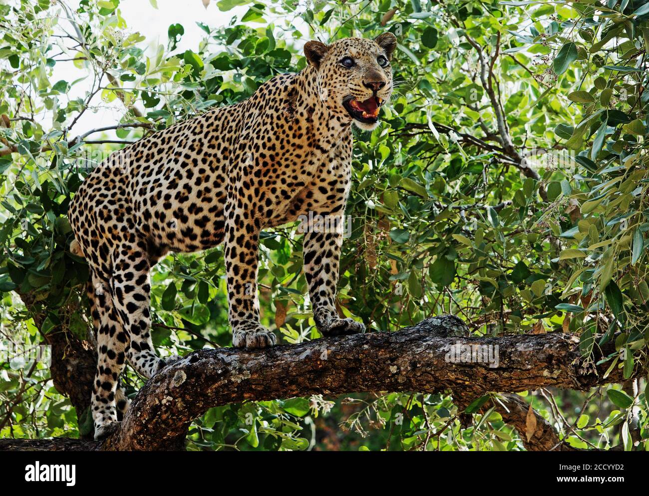 Close view of a Large Male Leopard who is blind in one eye standing on ...
