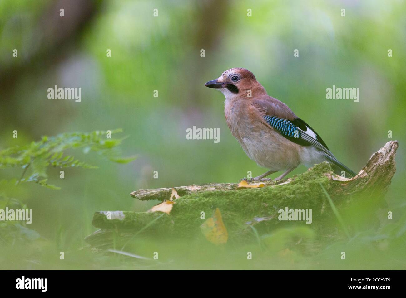 Jay feather uk hi-res stock photography and images - Alamy