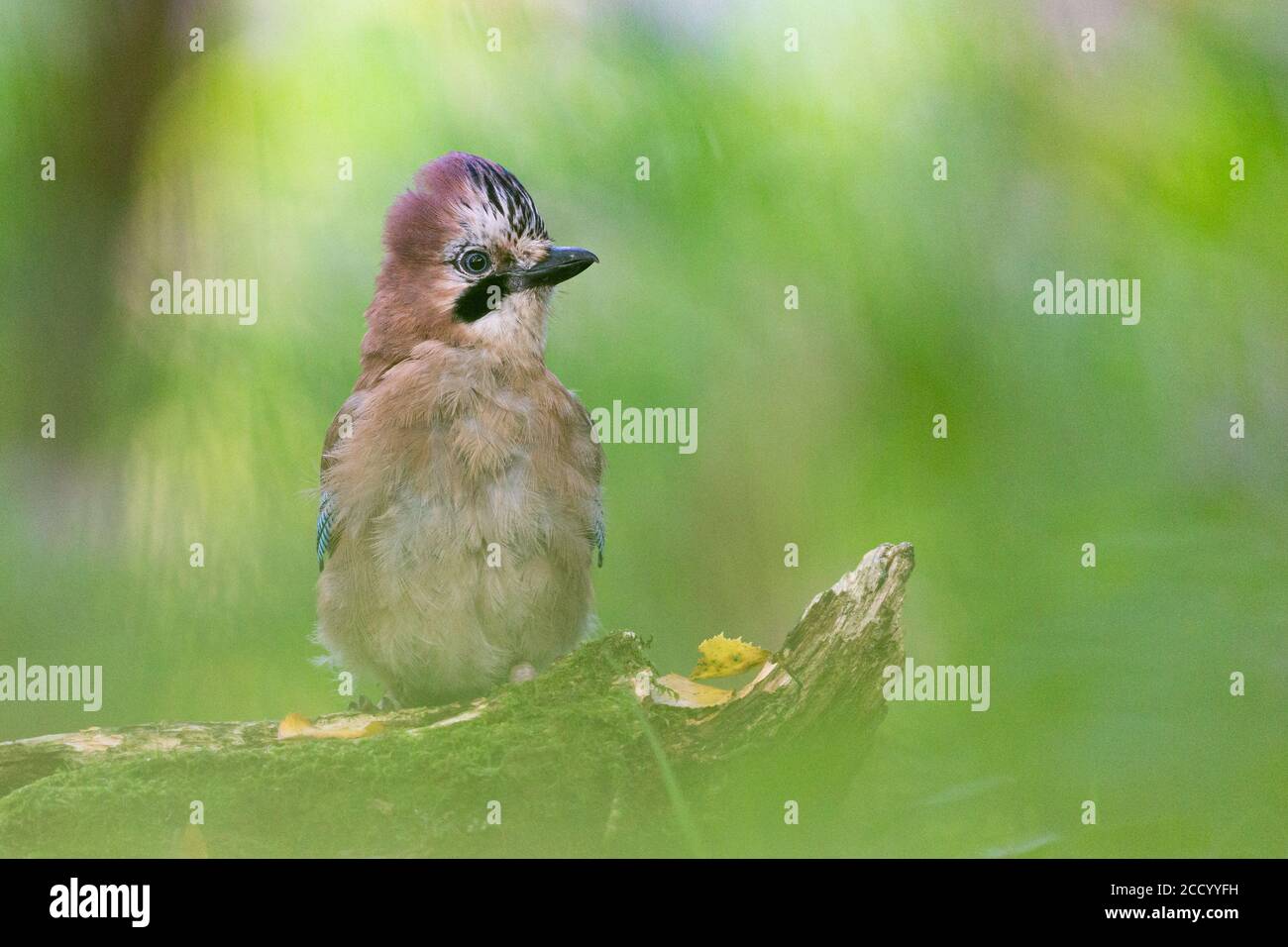 Jay In Nature High Resolution Stock Photography and Images - Alamy