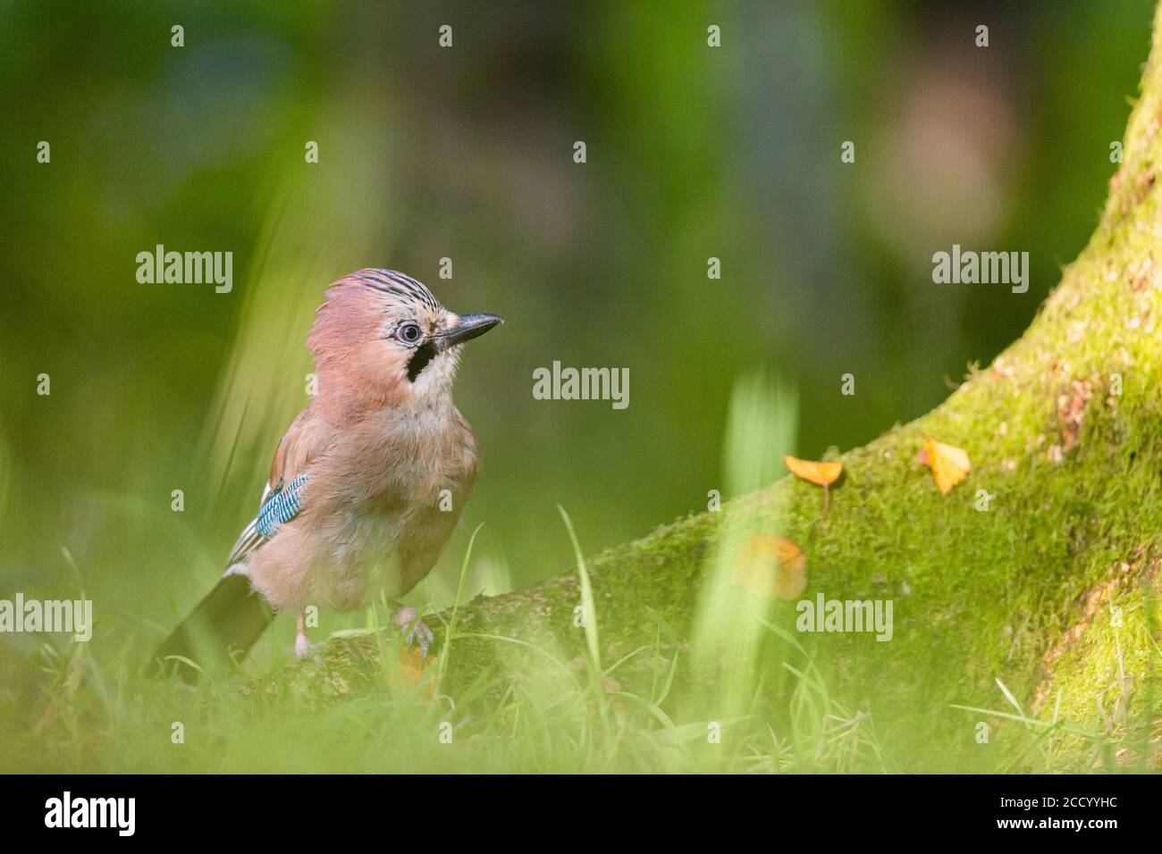 Jay in woodland, UK Stock Photo - Alamy