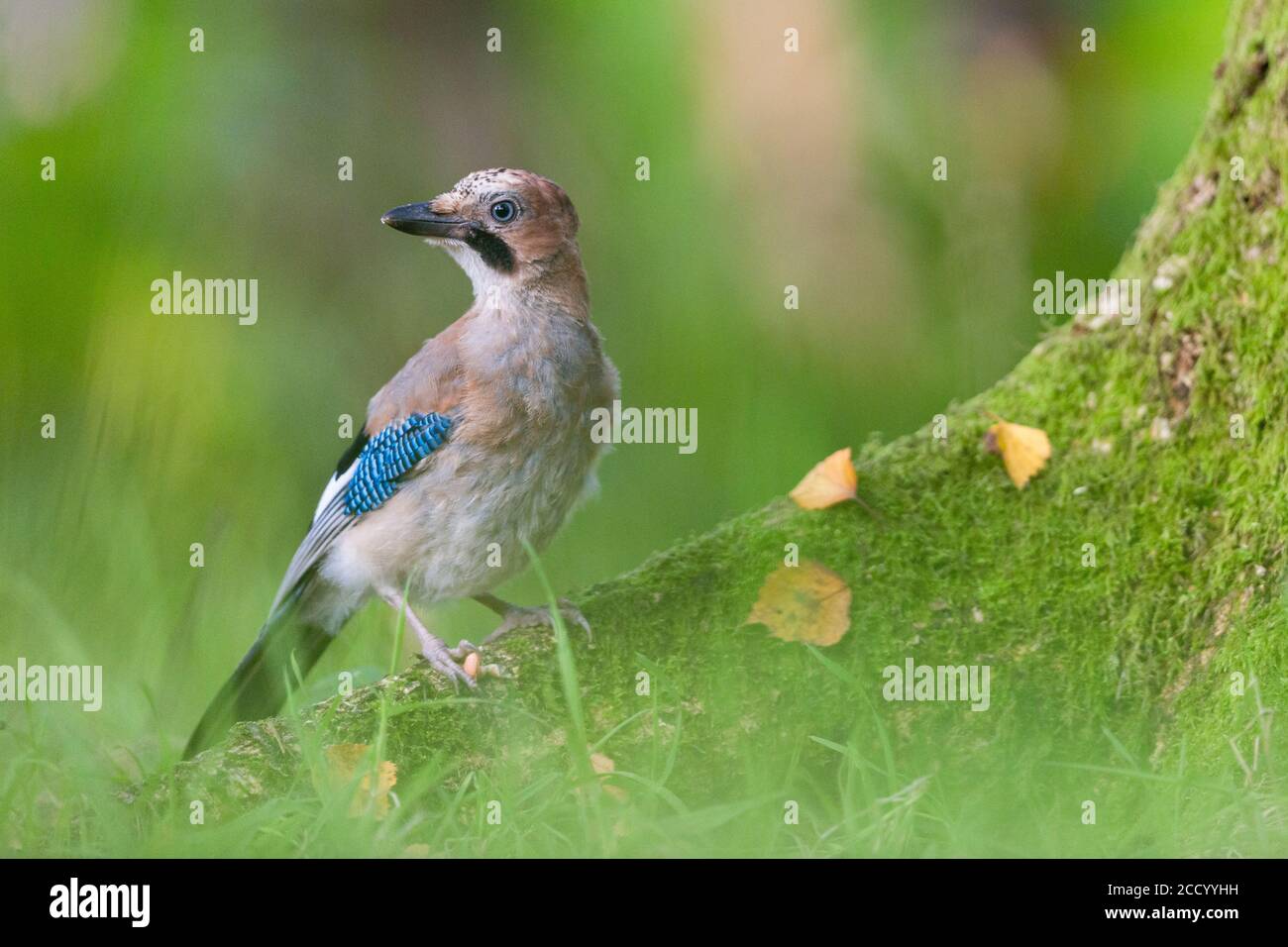 Jay in woodland, UK Stock Photo - Alamy
