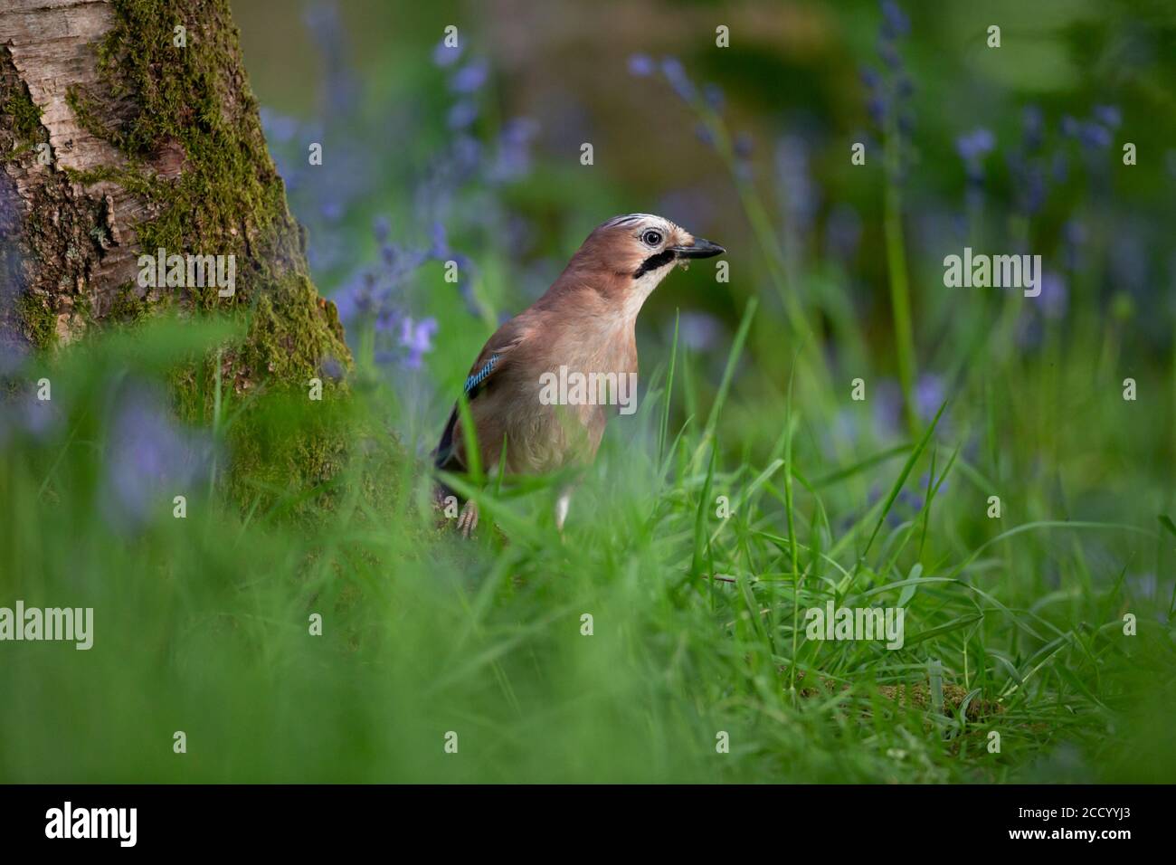 Jay in woodland, UK Stock Photo - Alamy