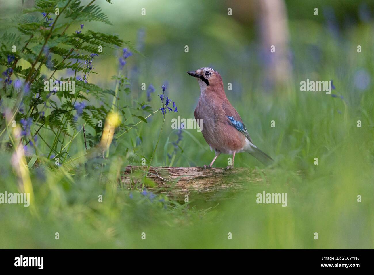 Jay in woodland, UK Stock Photo - Alamy