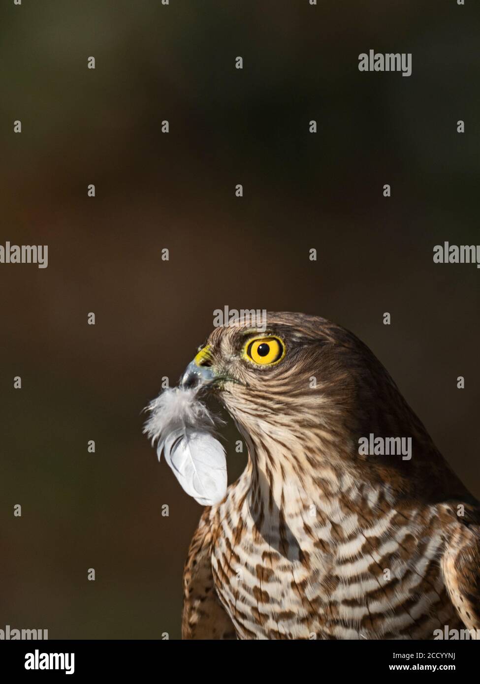 Eurasian Sparrowhawk Accipiter nisus immature male with Wood pigeon ...