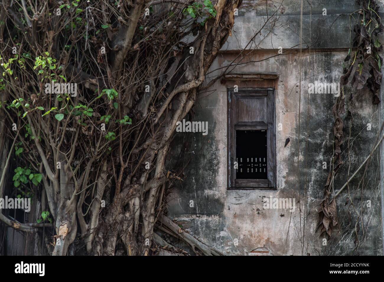 Many trees roots covering of external of old building was left to ...