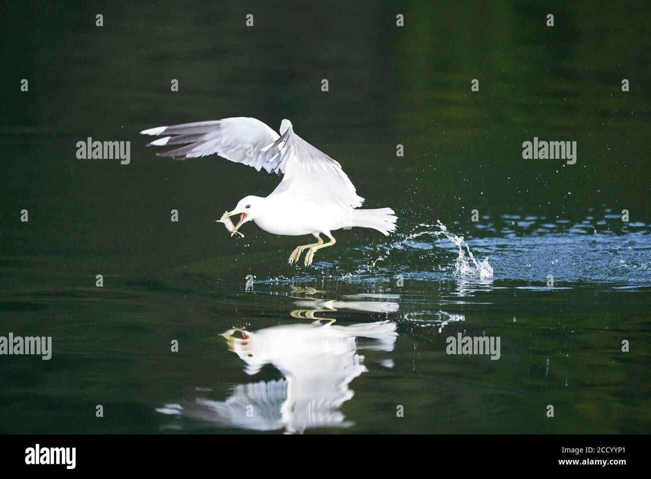 Common gull with fish hi-res stock photography and images - Alamy