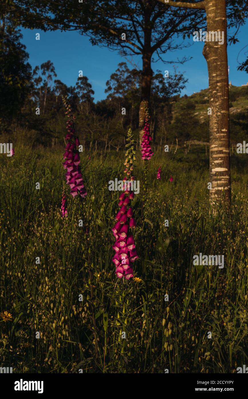 Vertical shot of beautiful Foxglove flowers Stock Photo - Alamy