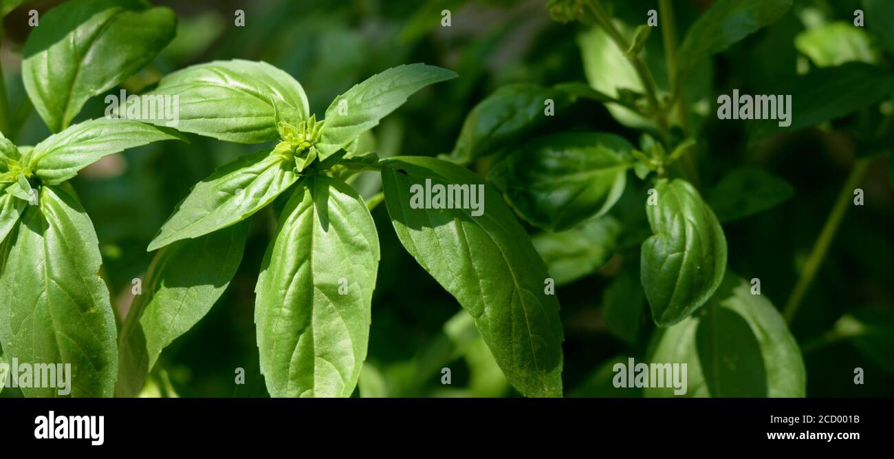 Agriculture aromatic basilicum hi-res stock photography and images - Alamy