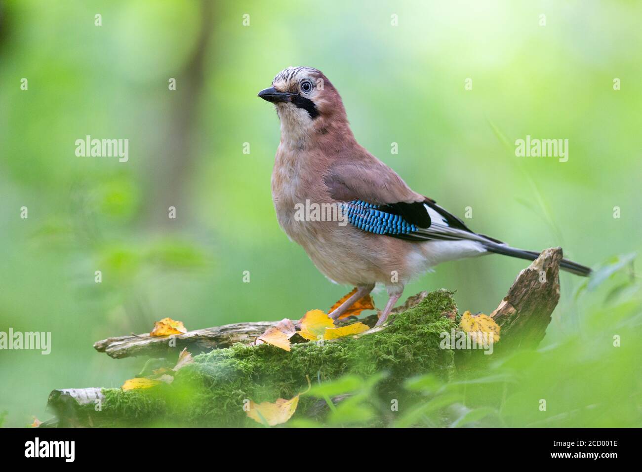 Jay in woodland, UK Stock Photo - Alamy