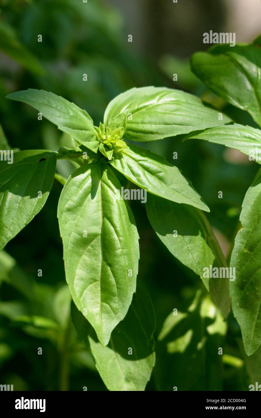 Excellent basil hi-res stock photography and images - Alamy
