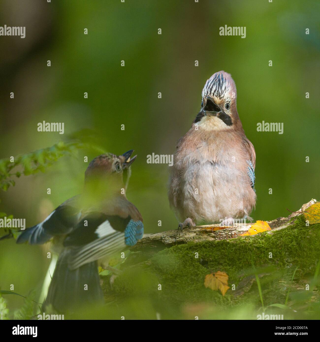 Jay in woodland, UK Stock Photo - Alamy