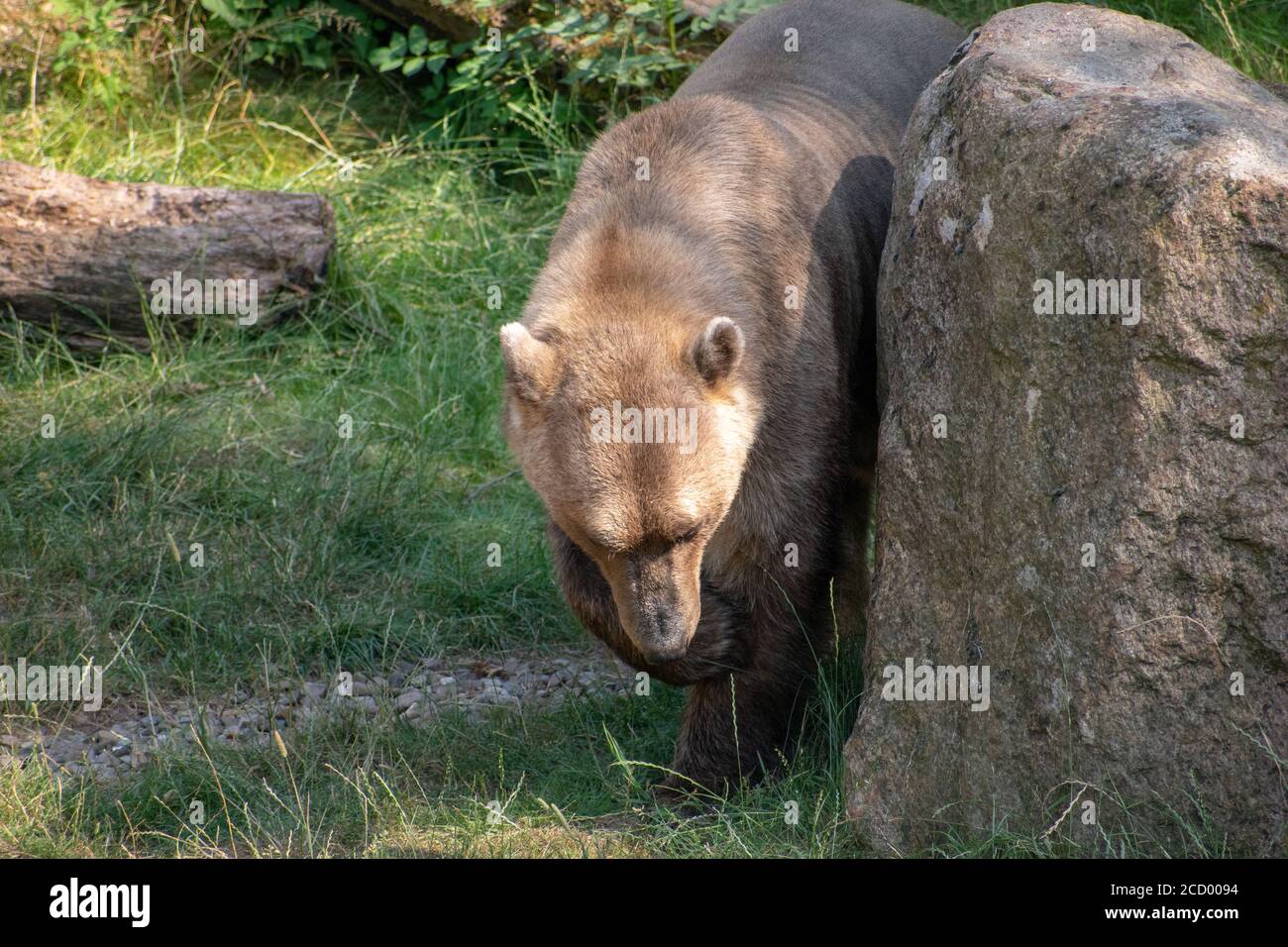 Closeup shot of a brown bear walking around the zoo Stock Photo - Alamy