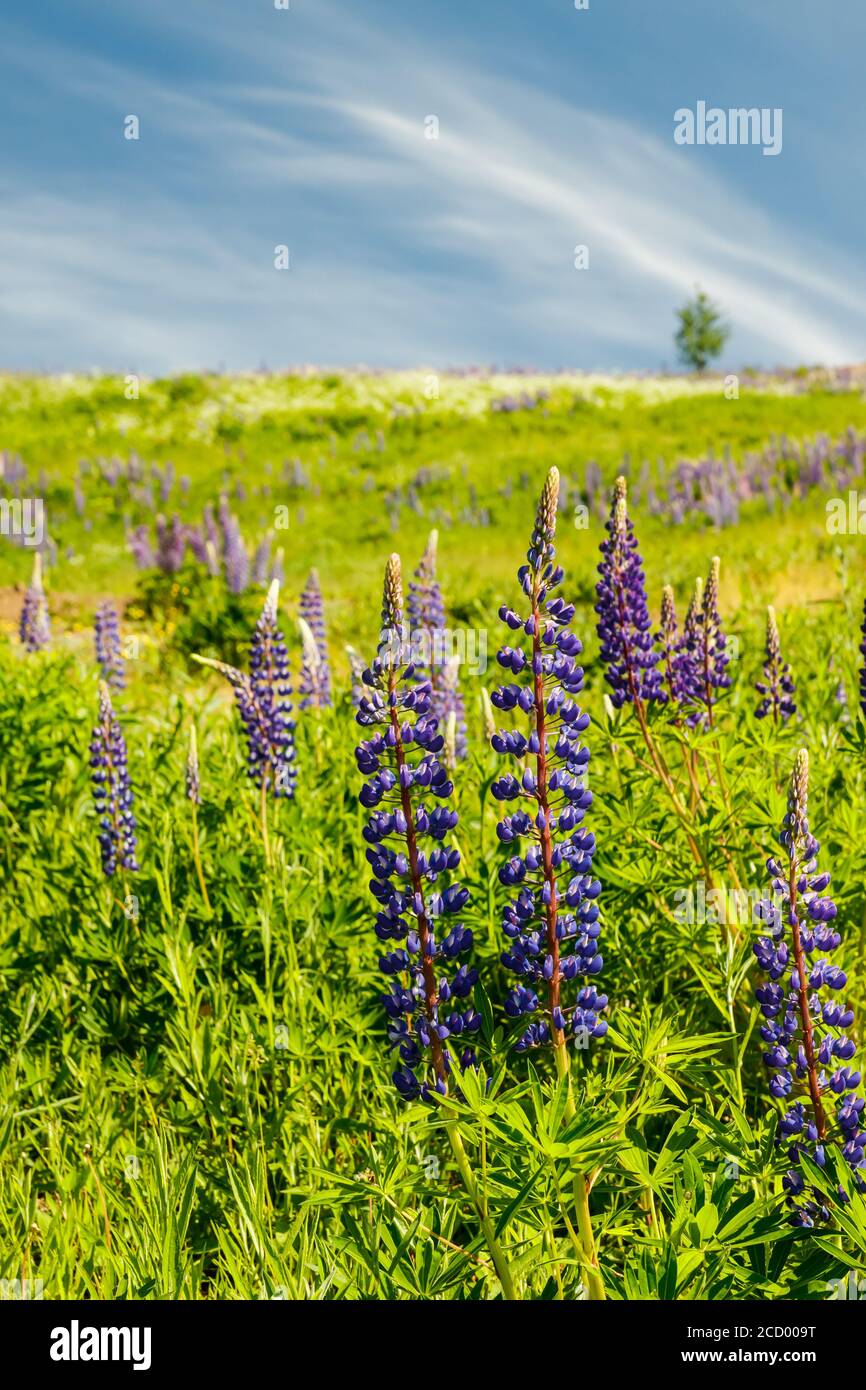 Ski slope with blue lupine flowers at summer Stock Photo - Alamy