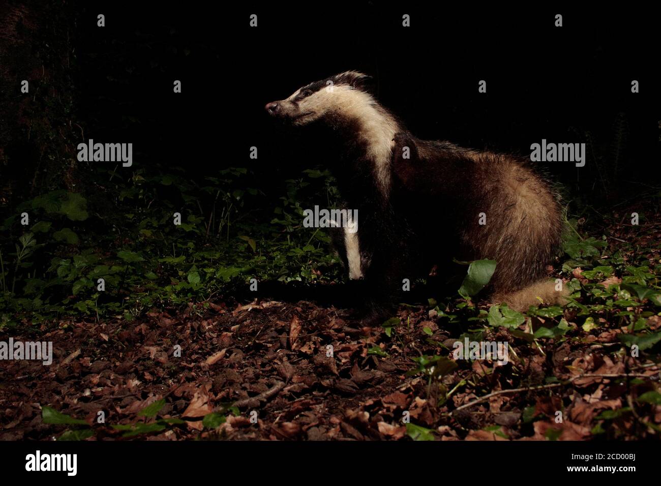 Badger smelling hi-res stock photography and images - Alamy