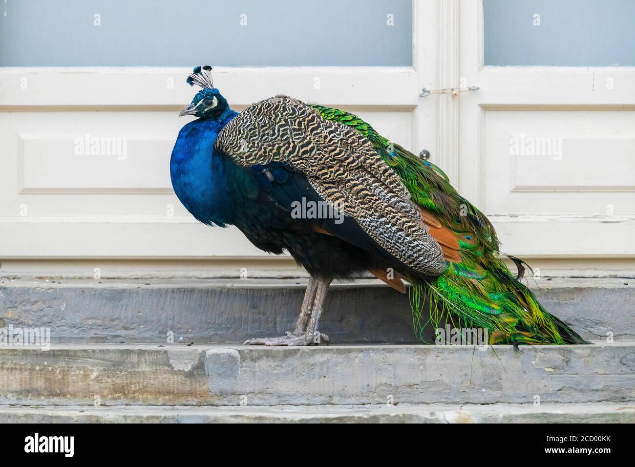 Indian peafowl (Pavo cristatus), captive male in a park in Warsaw Stock ...