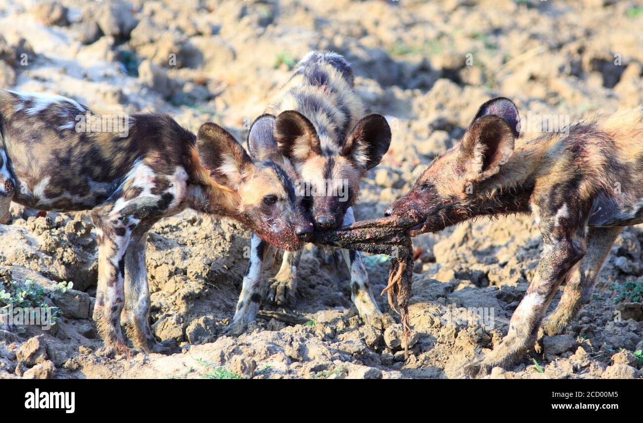 Wild Dog Pups fighting over carcass remains. They are learning how to ...