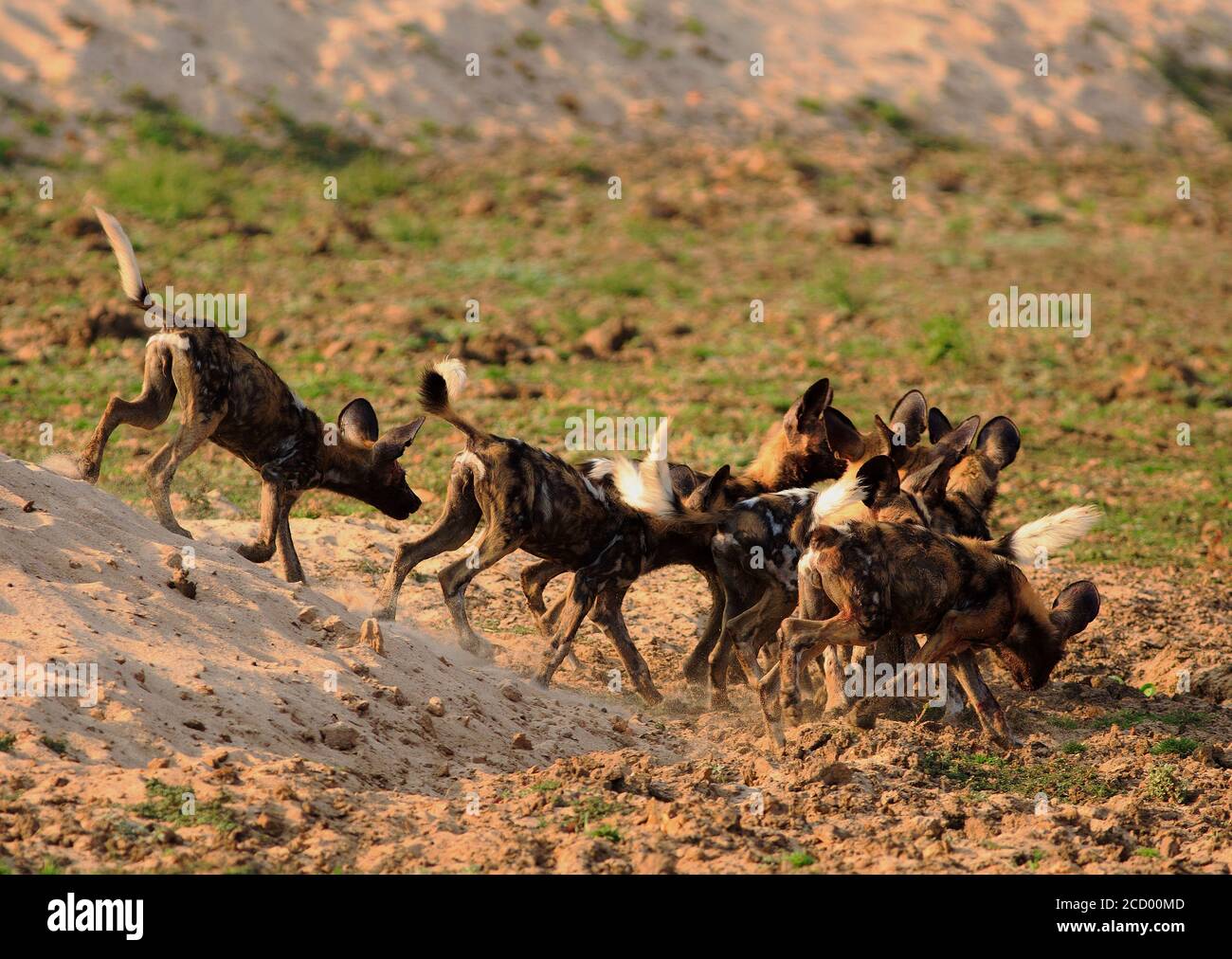 African hunting dogs pack hi-res stock photography and images - Alamy
