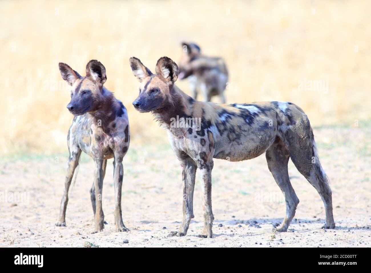 African bush hunters hi-res stock photography and images - Alamy