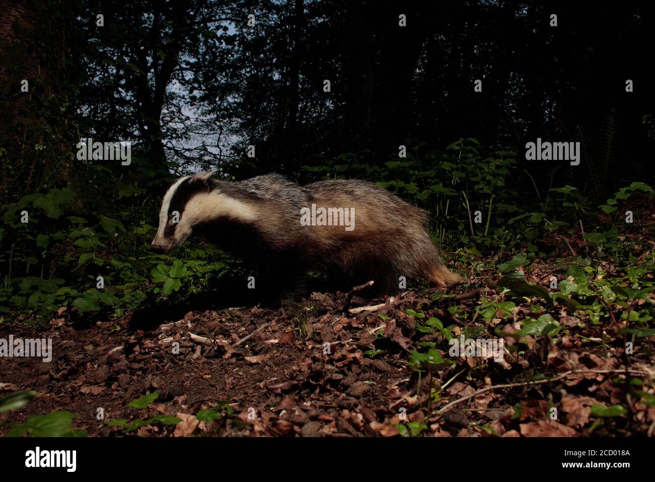 Badger smelling hi-res stock photography and images - Alamy