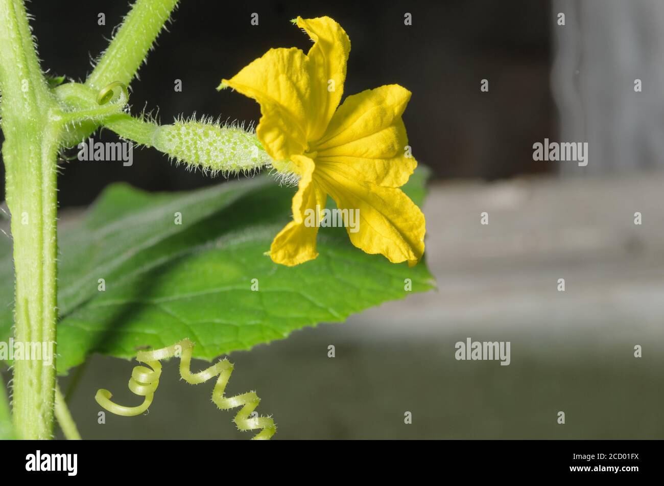 Growing cucumber in a greenhouse hi-res stock photography and images ...