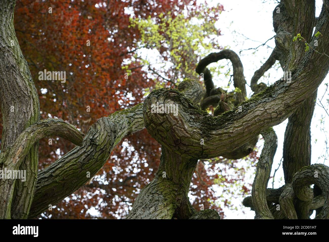 Closeup of a tree with thick crooked branches Stock Photo - Alamy