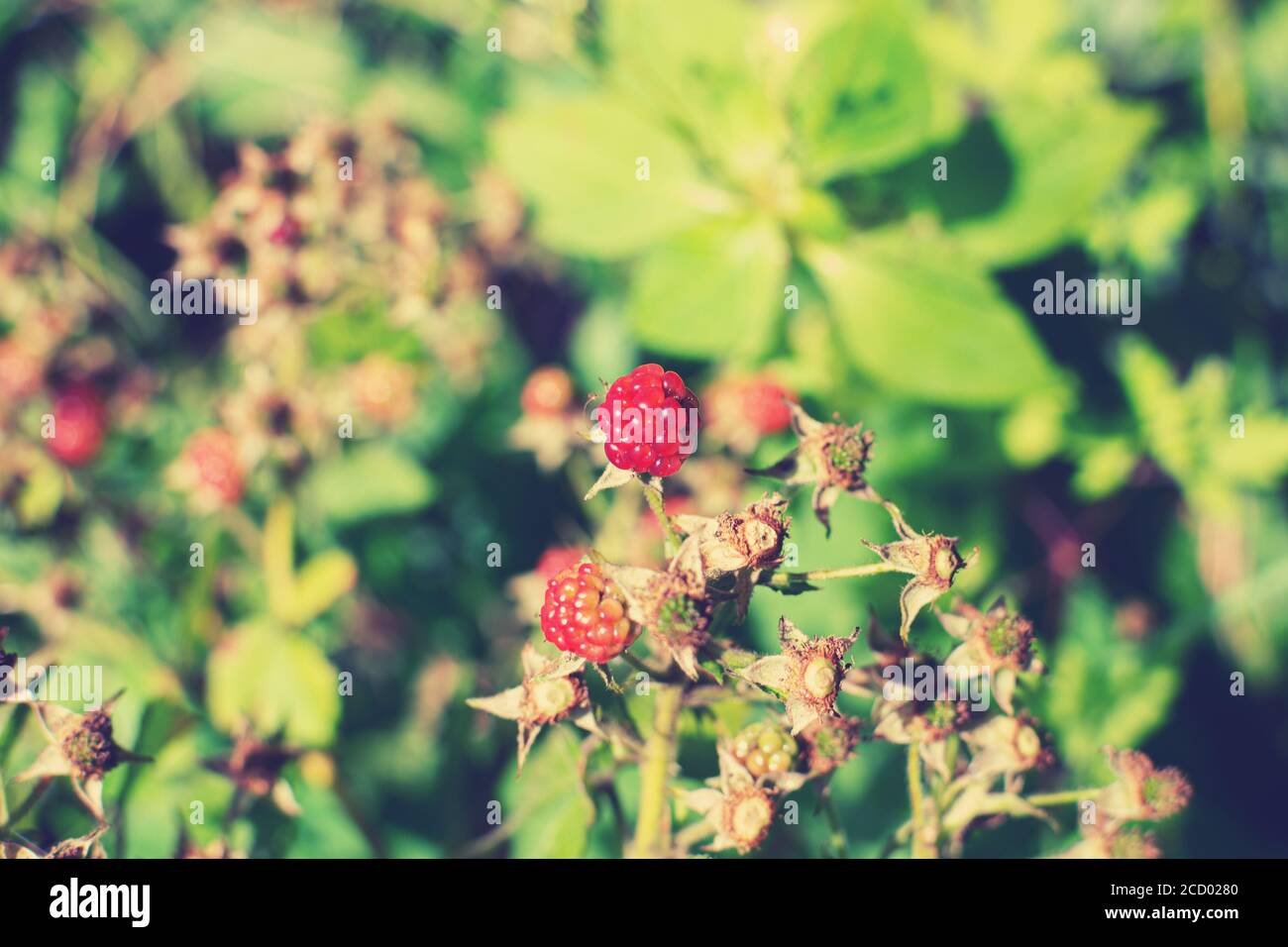 Wild young bramble, blackberry grow in Sokolniki park, Moscow Stock ...