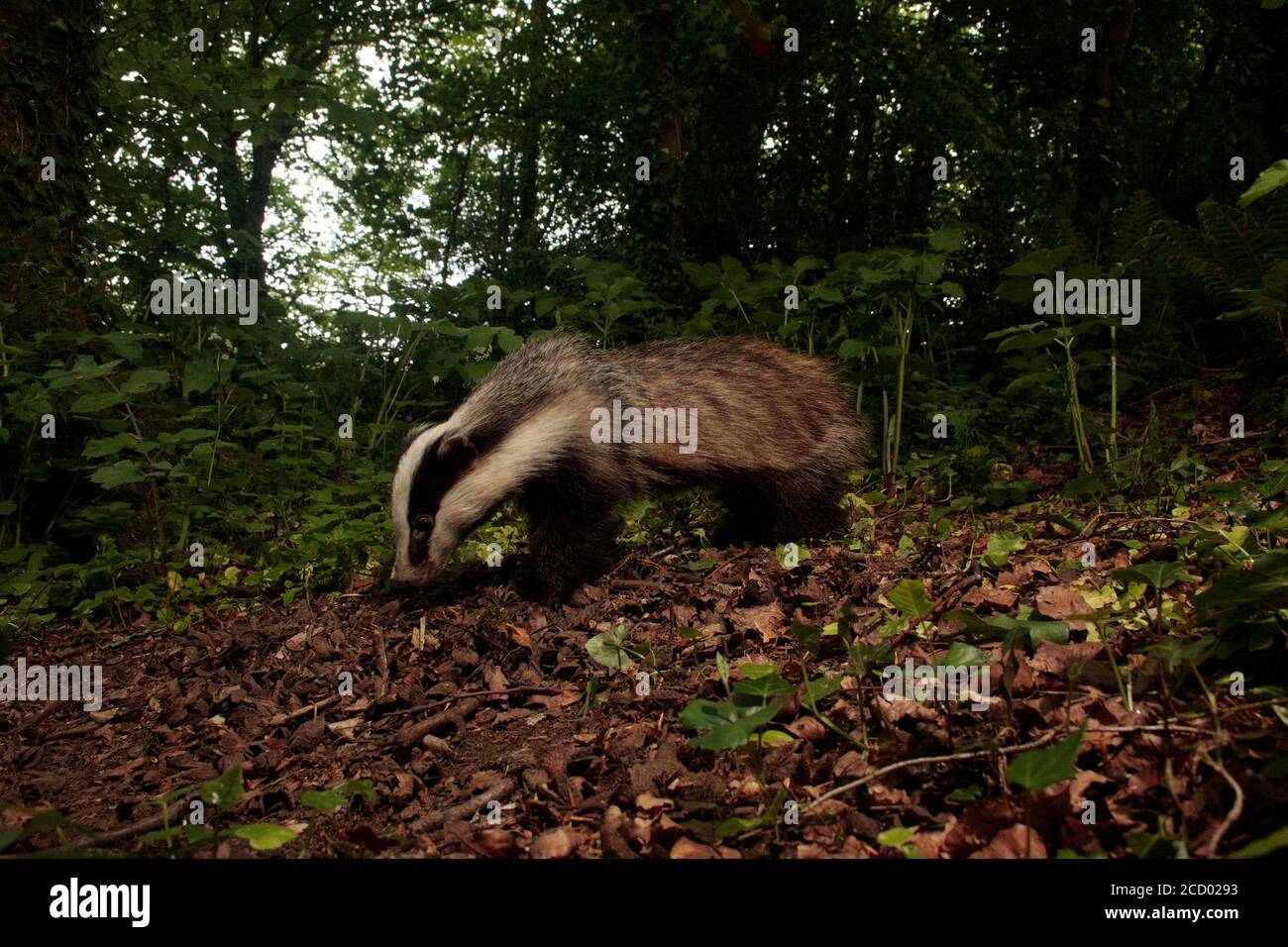 Badger smelling hi-res stock photography and images - Alamy