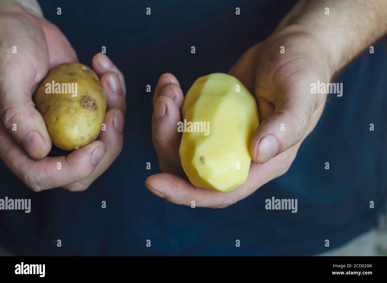 A mature man holds two raw potatoes. Close-up of the hands of a ...