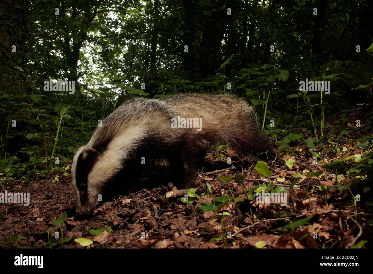 Badger smelling hi-res stock photography and images - Alamy