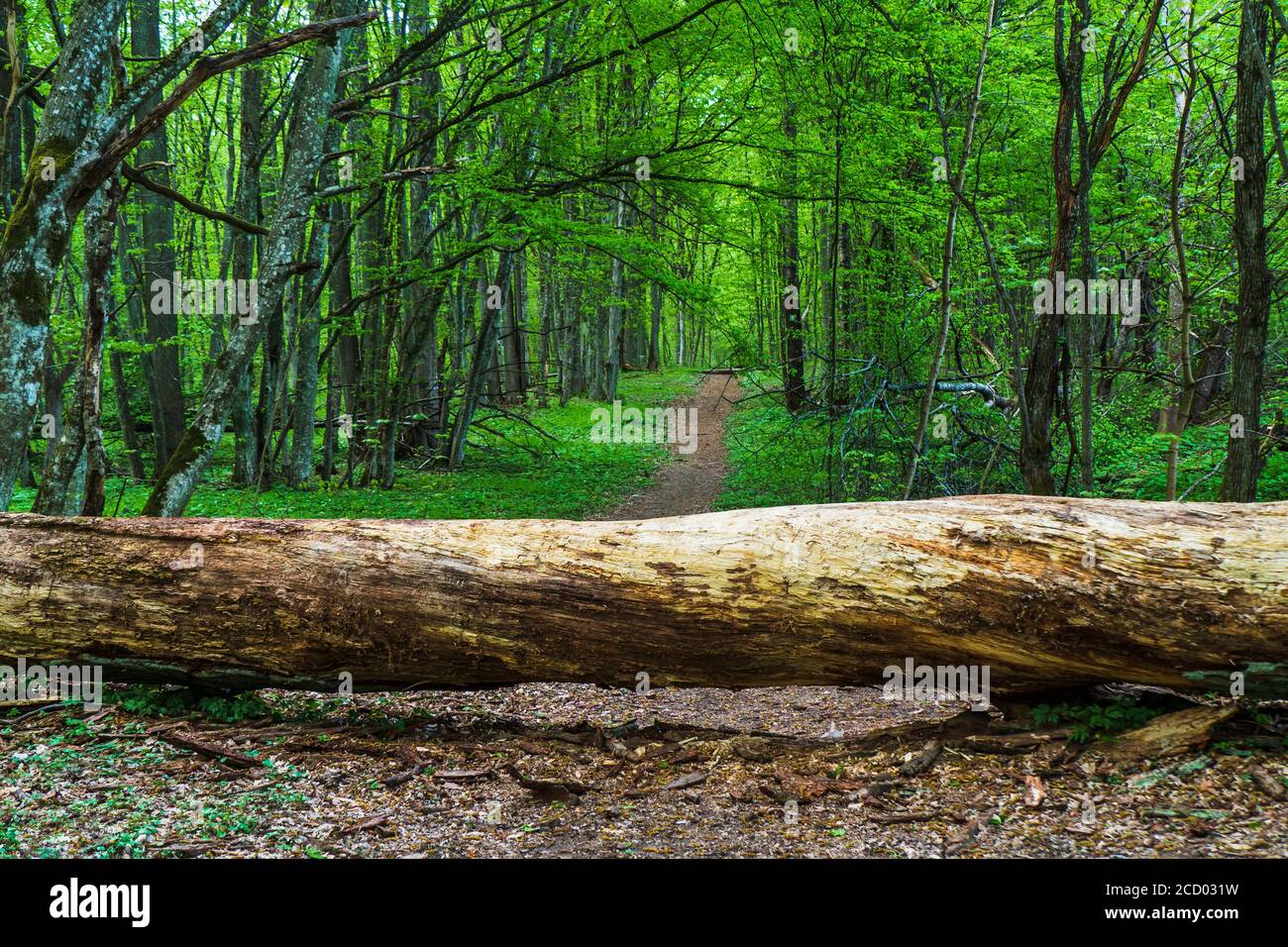 Log Covered Hiking Trail. Natural Landscape with Forest Trees in ...