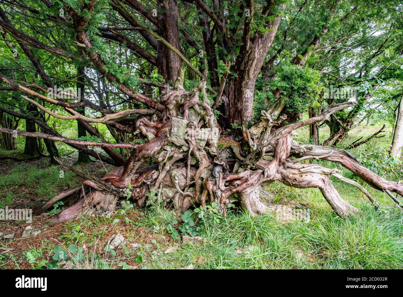 Yew hi-res stock photography and images - Alamy