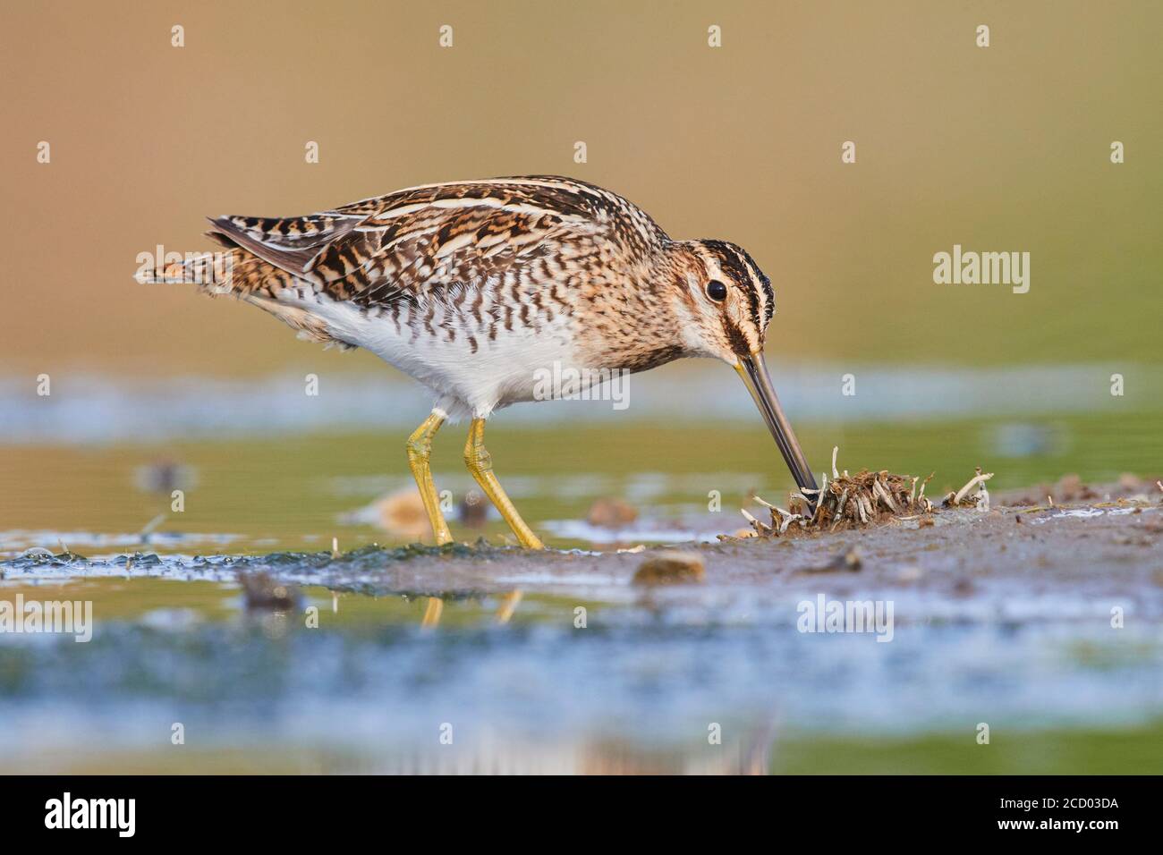 Food in the mud hi-res stock photography and images - Alamy