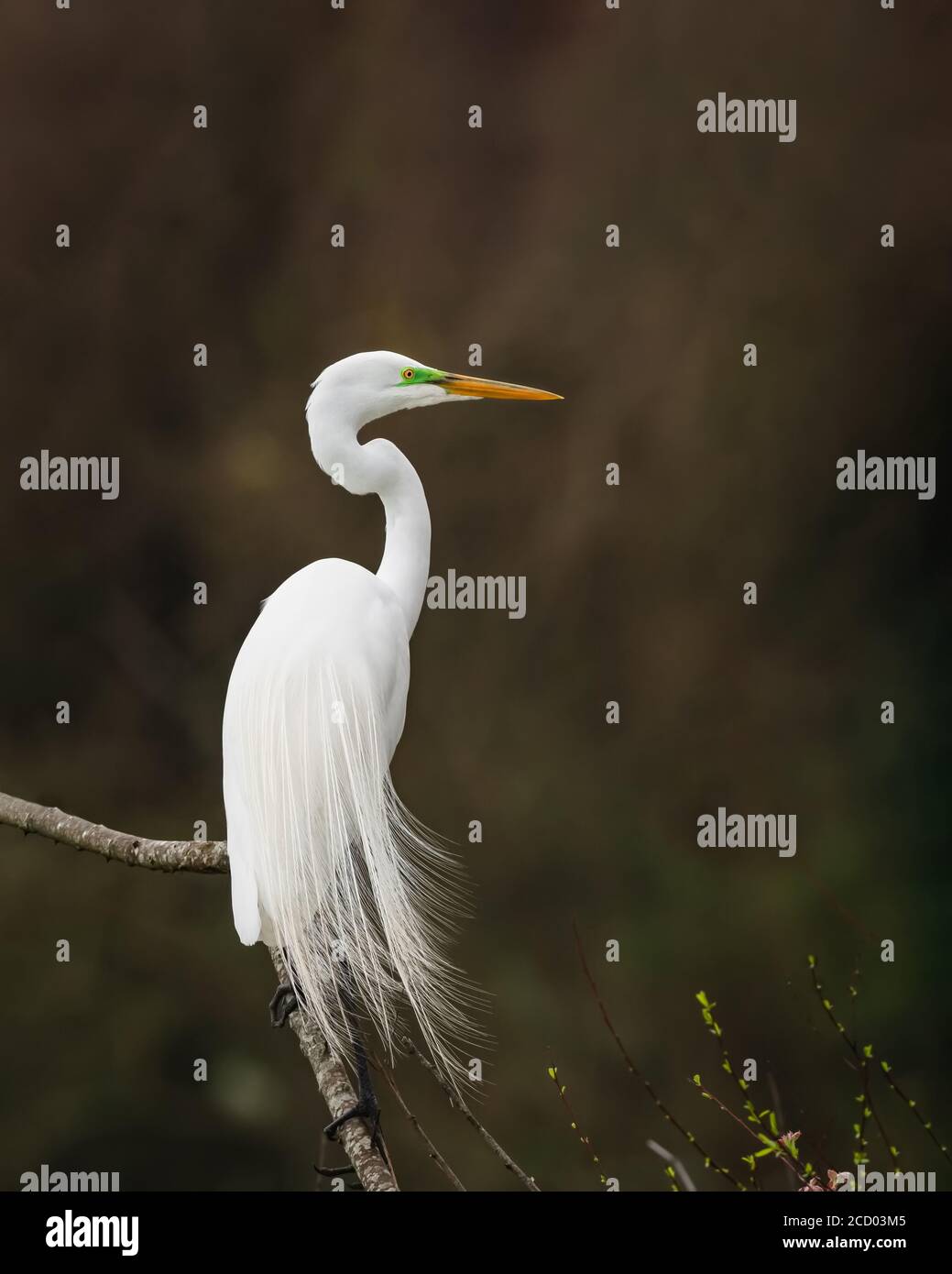 Portrait of Great Egret full breeding color Stock Photo - Alamy