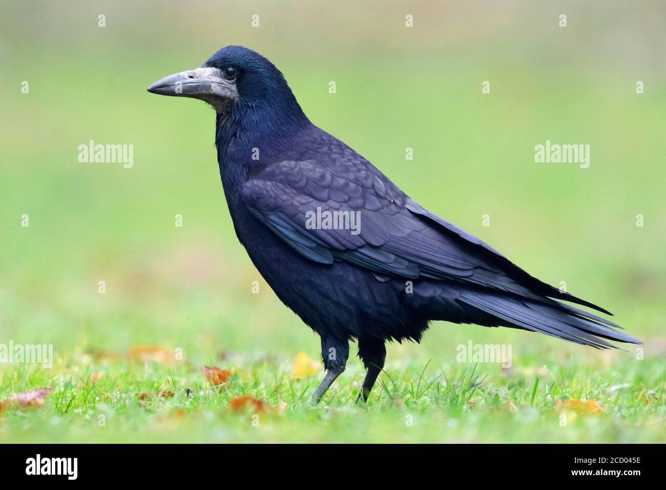 Rook side view hi-res stock photography and images - Alamy