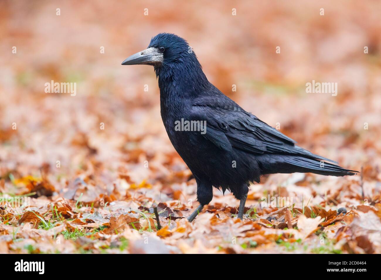 Rook (Corvus frugileus), side view of an adult standing among autumn ...