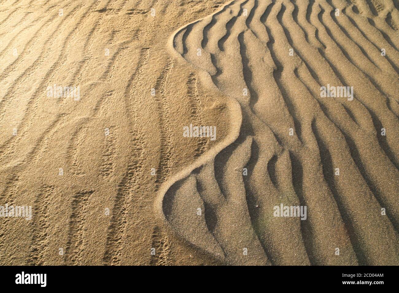 A close-up shot of a golden beach sand with a threshold of 2 types, 1 ...