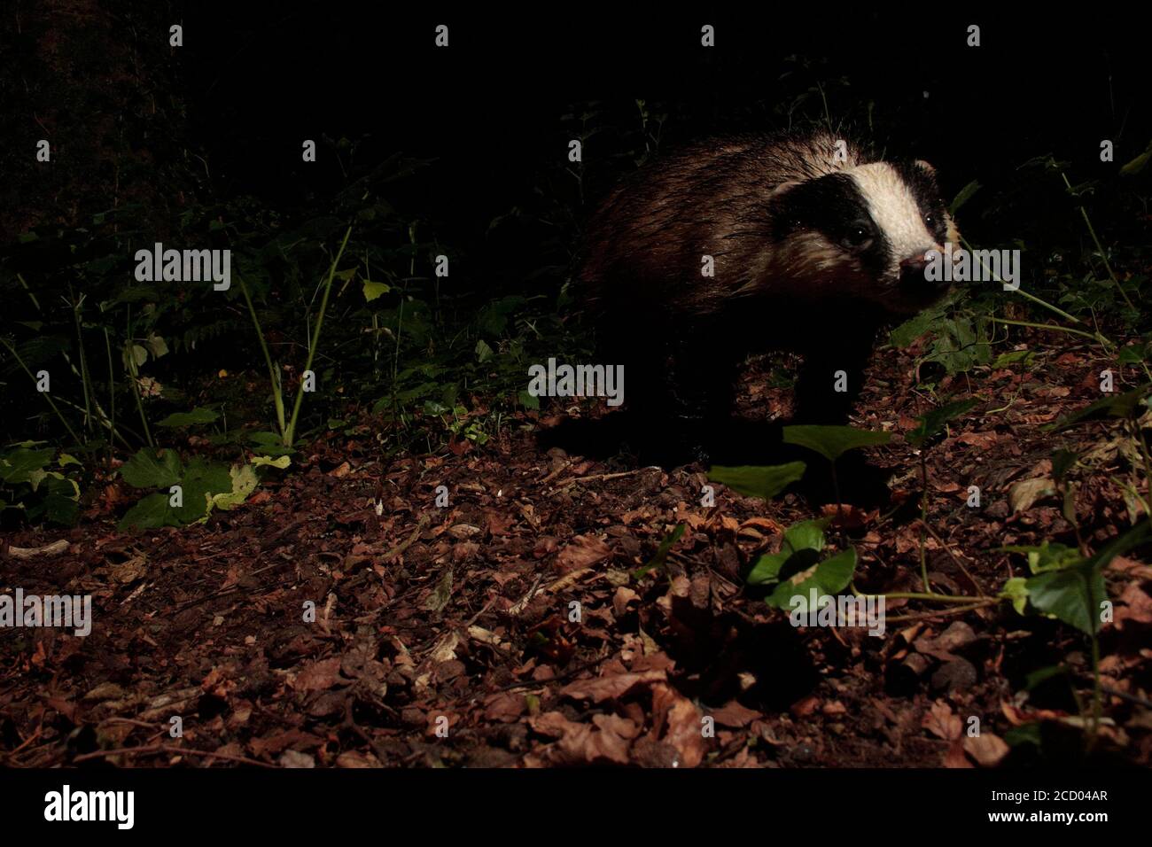 Badger smelling hi-res stock photography and images - Alamy