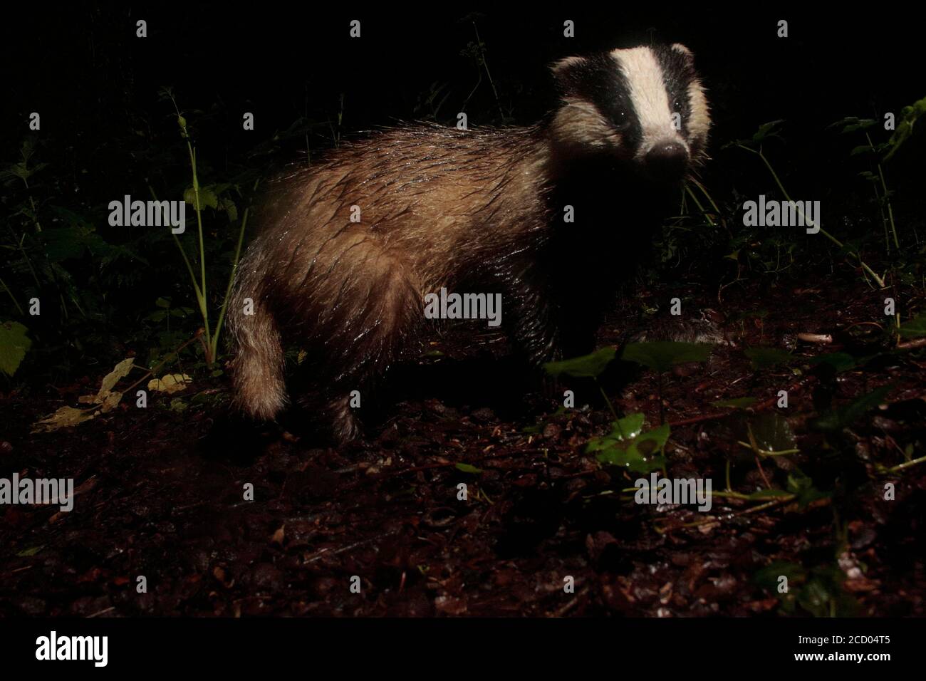 Badger smelling hi-res stock photography and images - Alamy