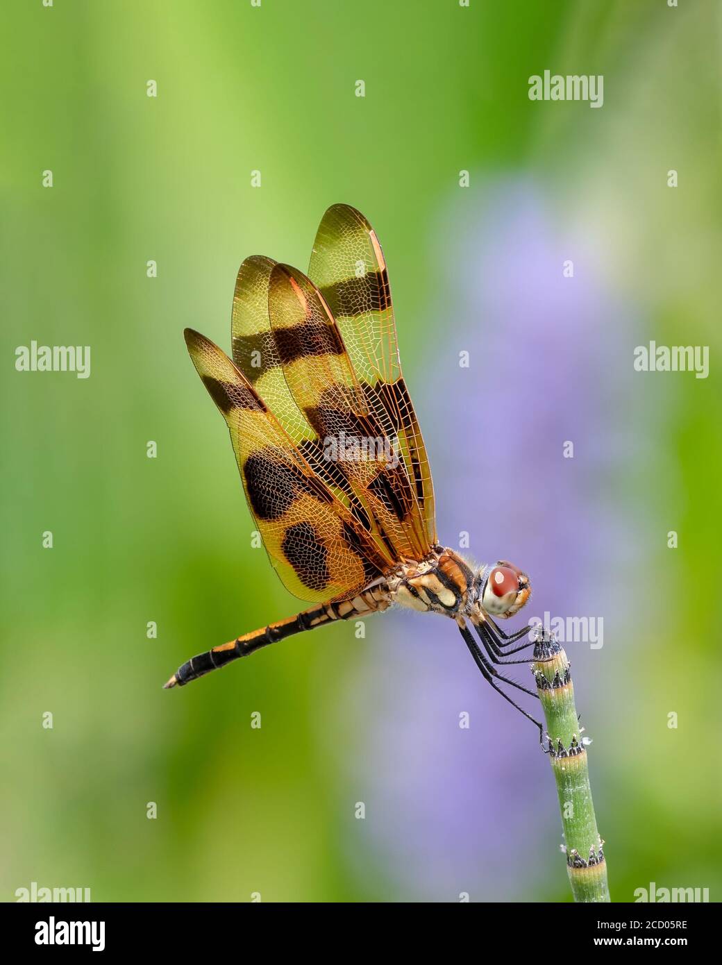 Pennant family hi-res stock photography and images - Alamy