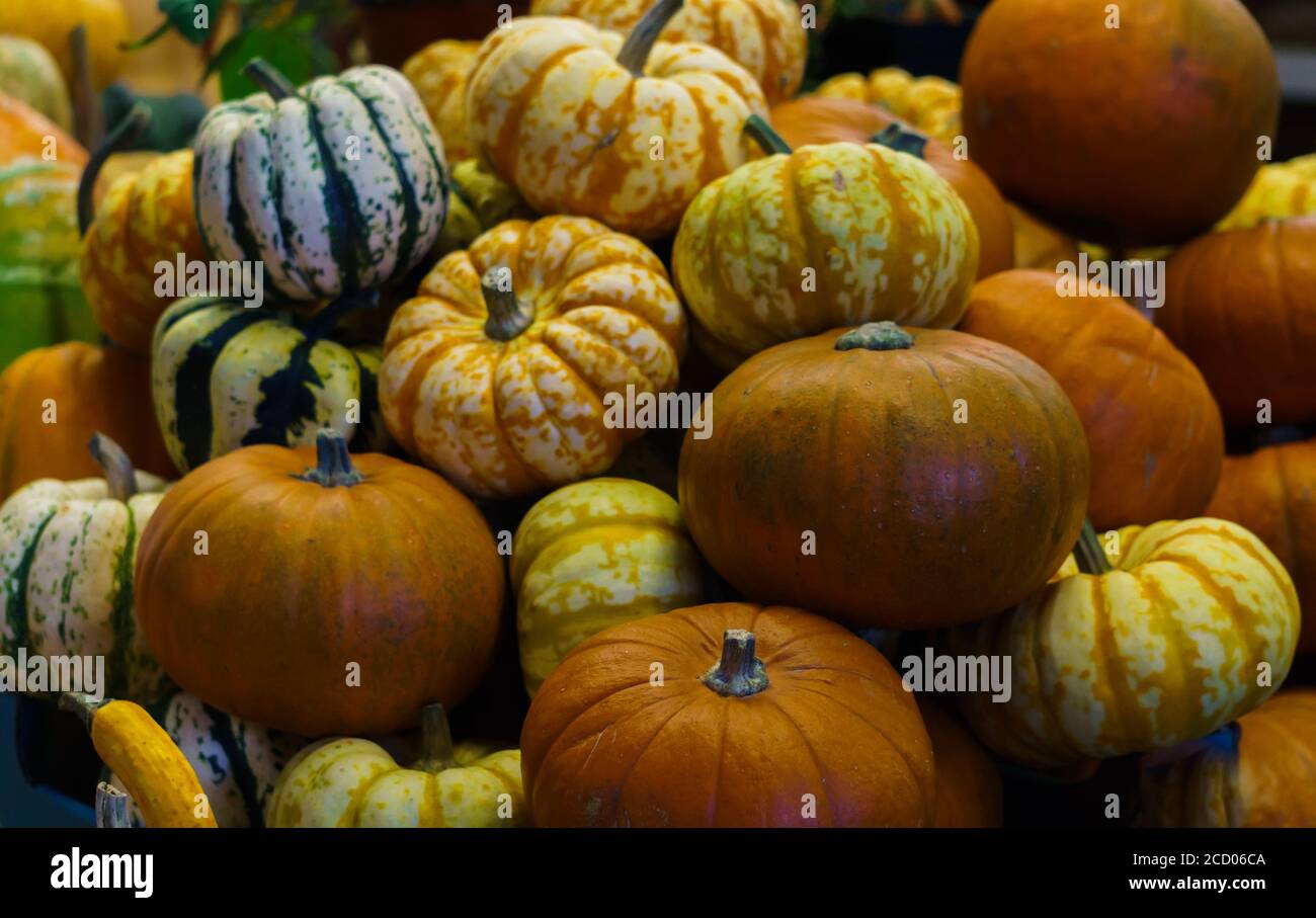 Various sizes, colors and shapes of pumpkins on the market Stock Photo ...