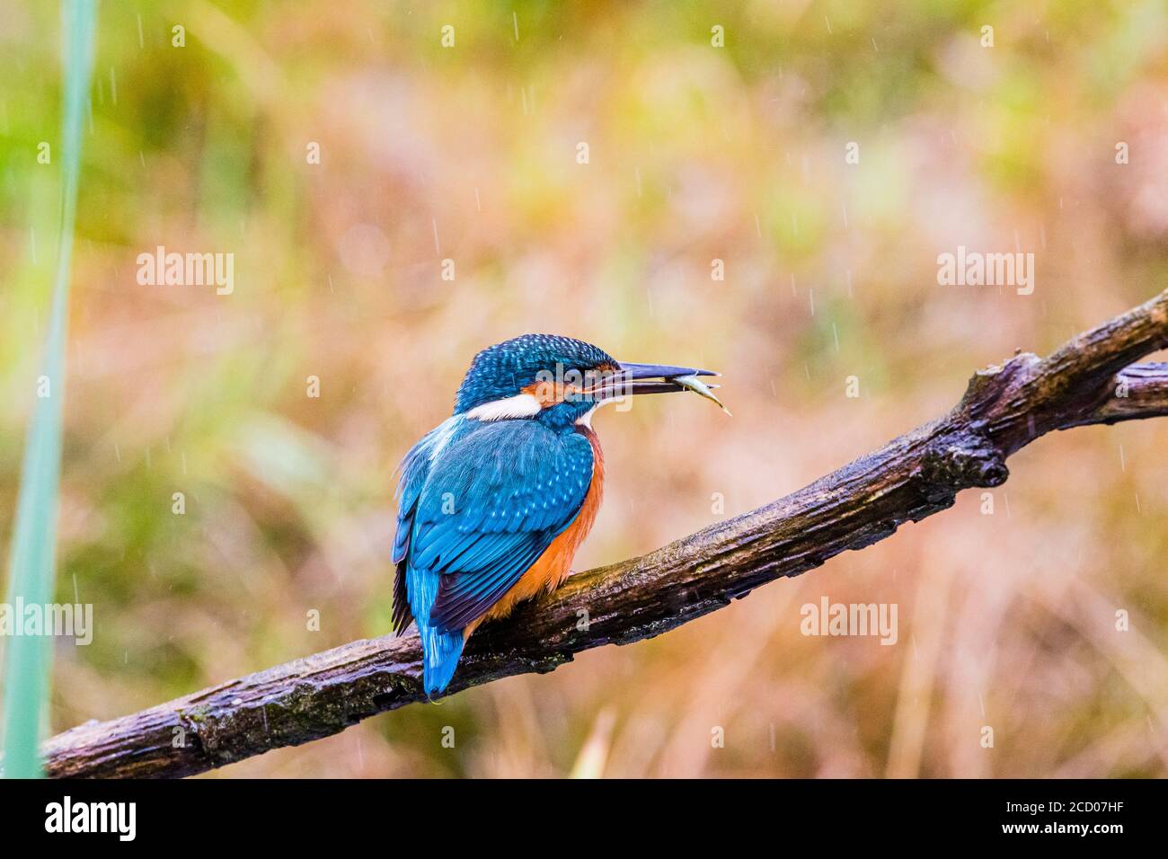 Kingfisher hunting hi-res stock photography and images - Alamy